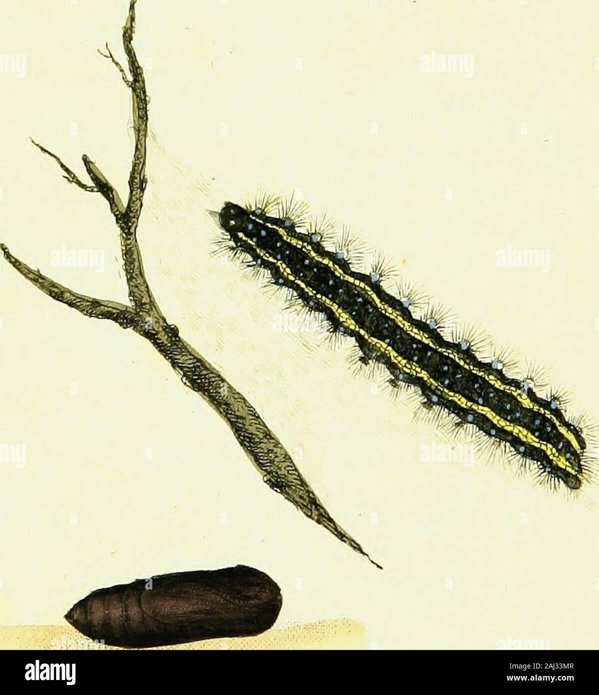 The natural history of British insects; explaining them in their ...