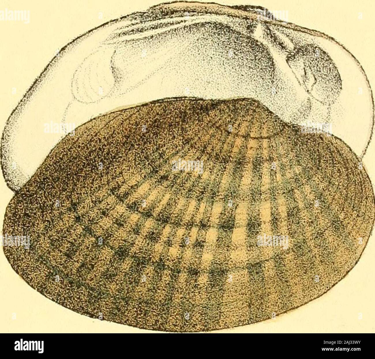 Monography of the family Unionidæ : or, Naiades of Lamarck (fresh water ...