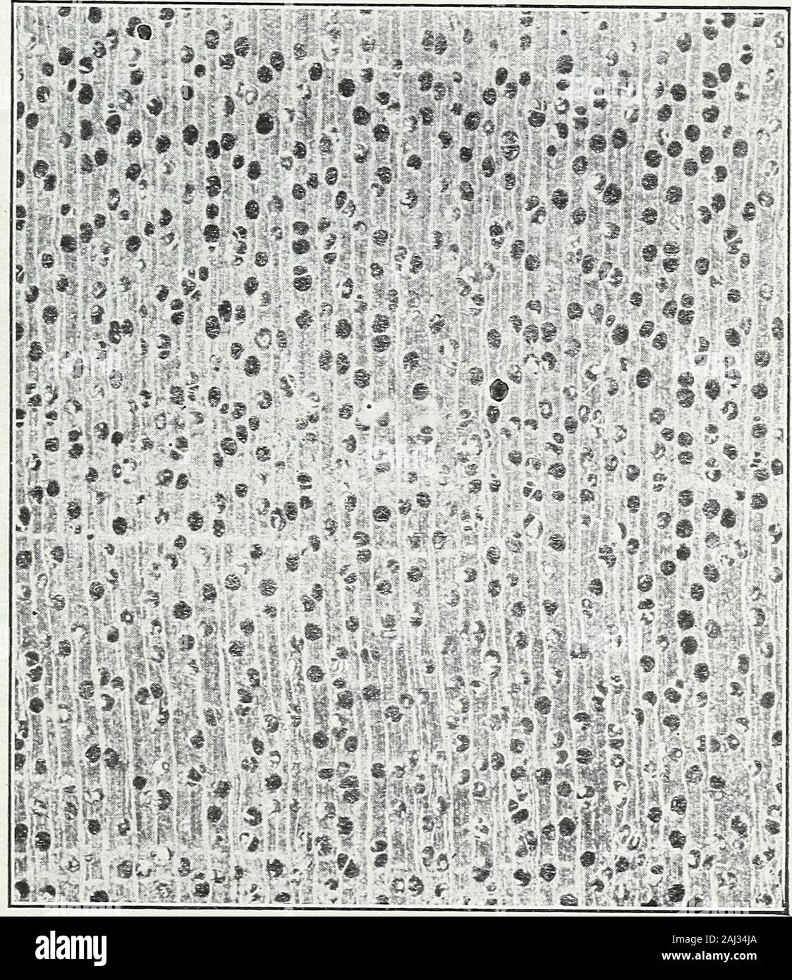 The identification of true mahogany, certain so-called mahoganies and ...