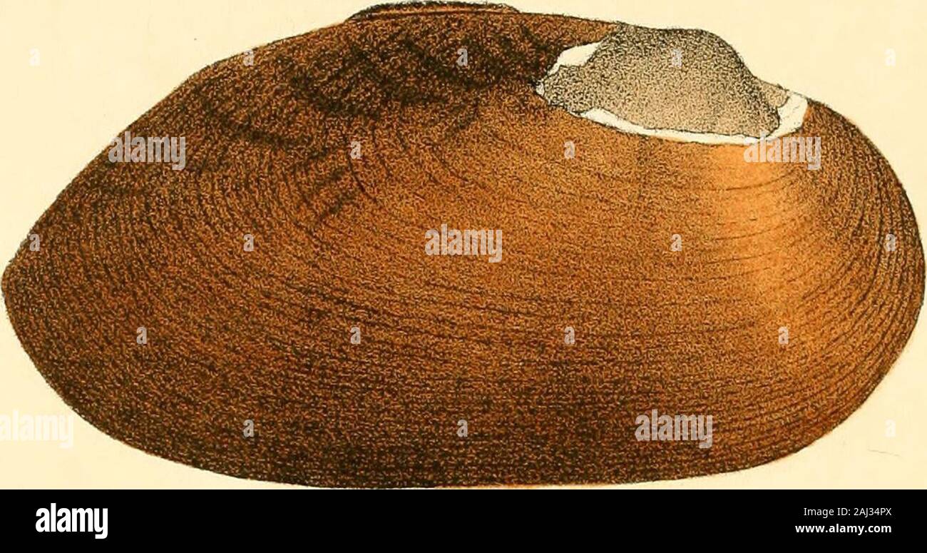 Monography of the family Unionidæ : or, Naiades of Lamarck (fresh water ...