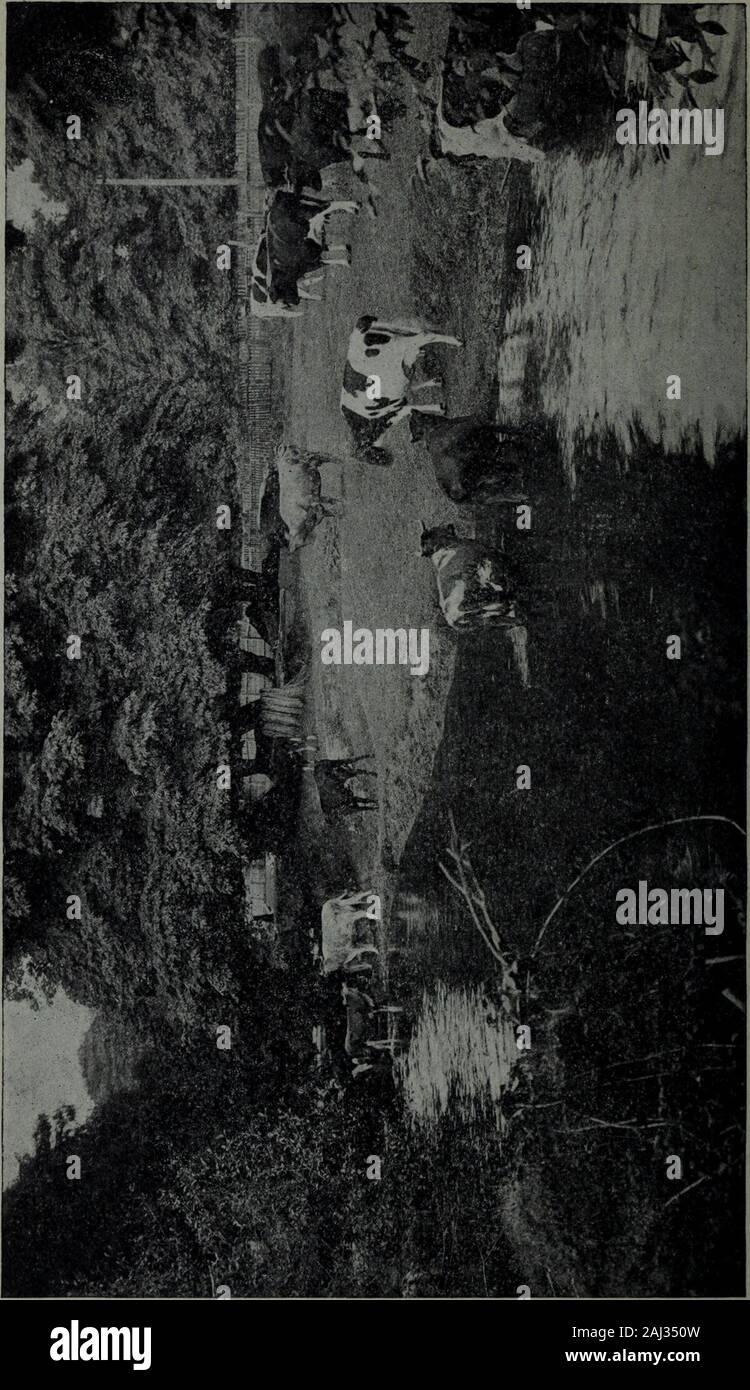 Rooting and turning over grass hi-res stock photography and images - Alamy