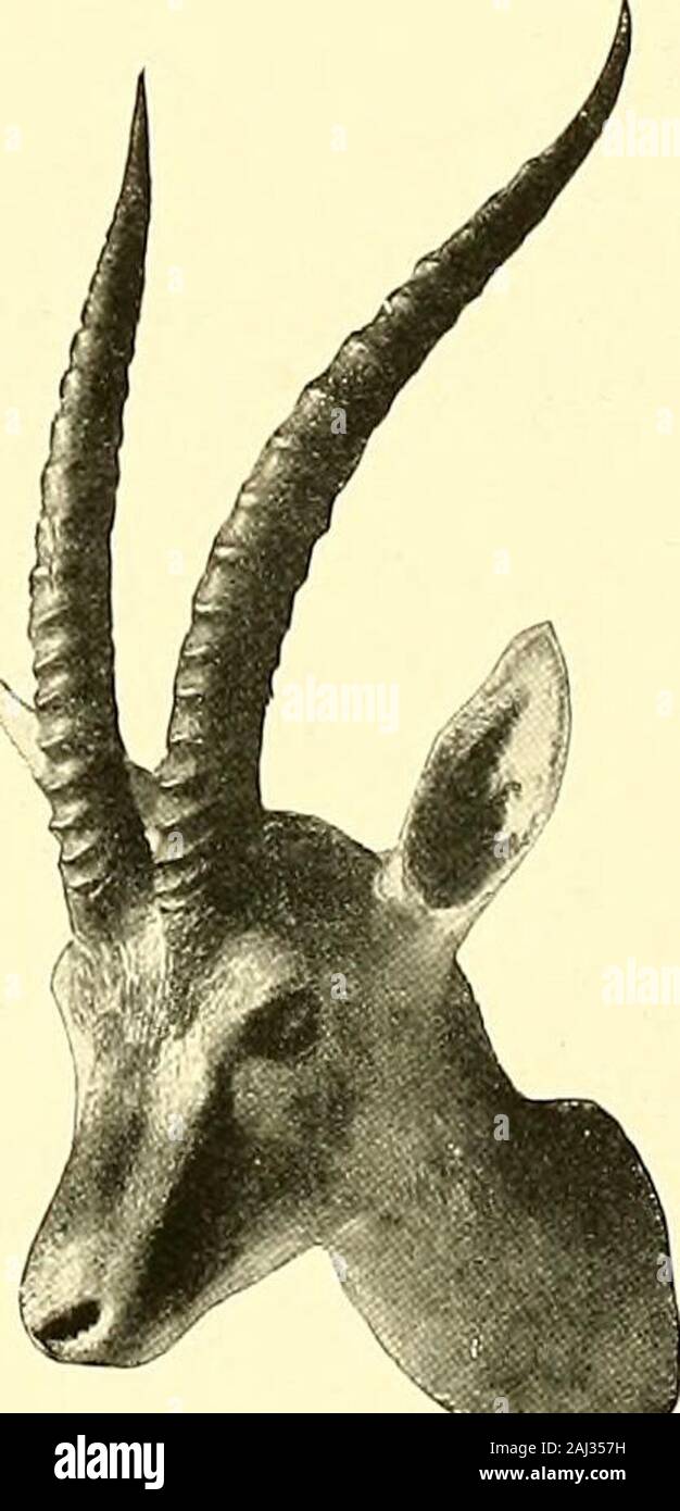 Chinkara Deer Drawing