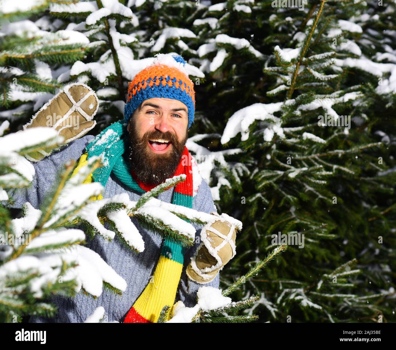 Macho with beard and mustache hiding between firtrees branches. Guy ...