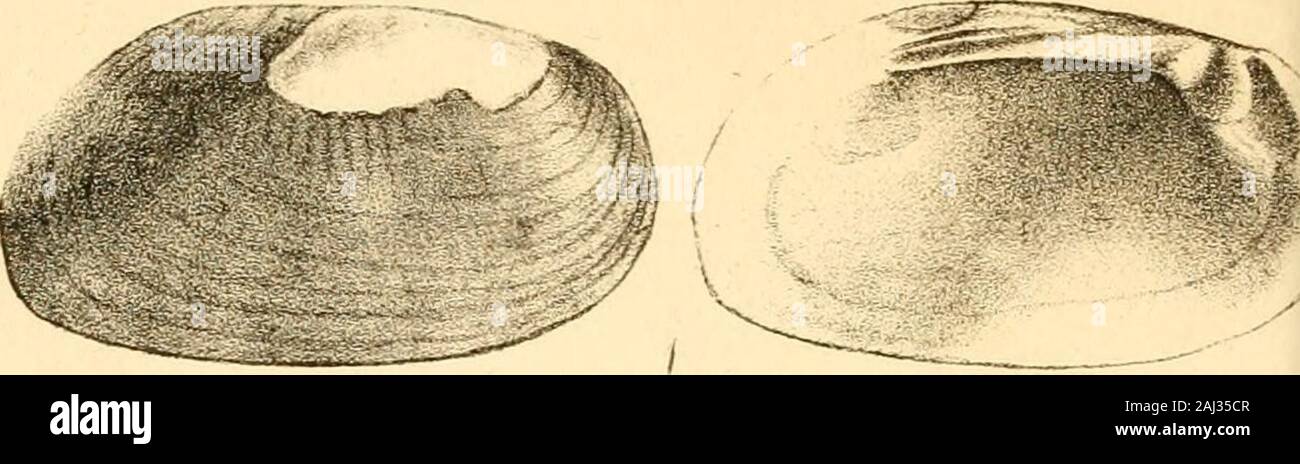 Monography of the family Unionidæ : or, Naiades of Lamarck (fresh water ...