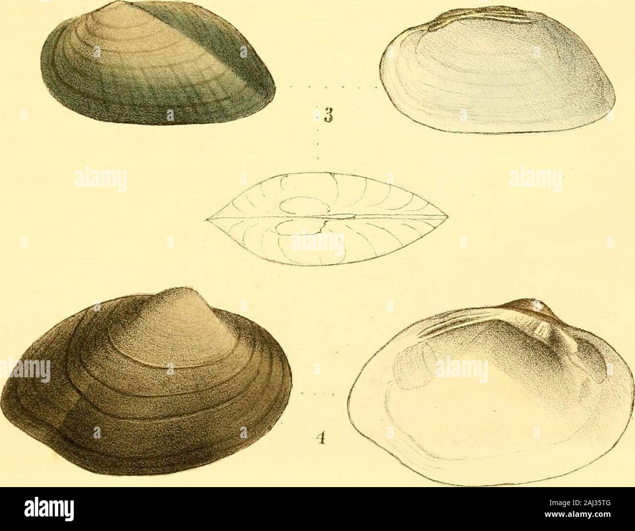 Lamarck shells hi-res stock photography and images - Alamy