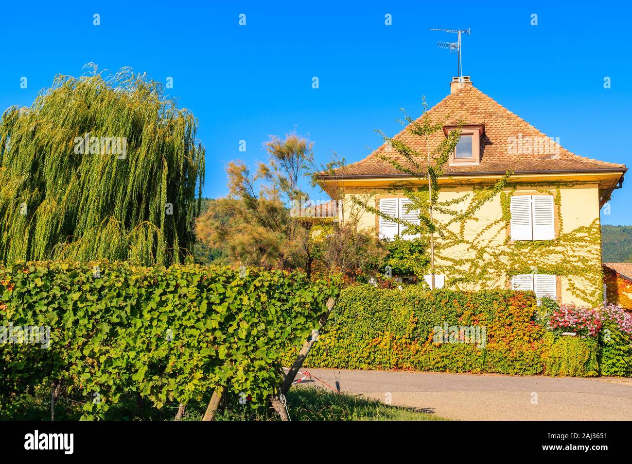 Traditional house in famous Riquewihr village, Alsace wine route ...