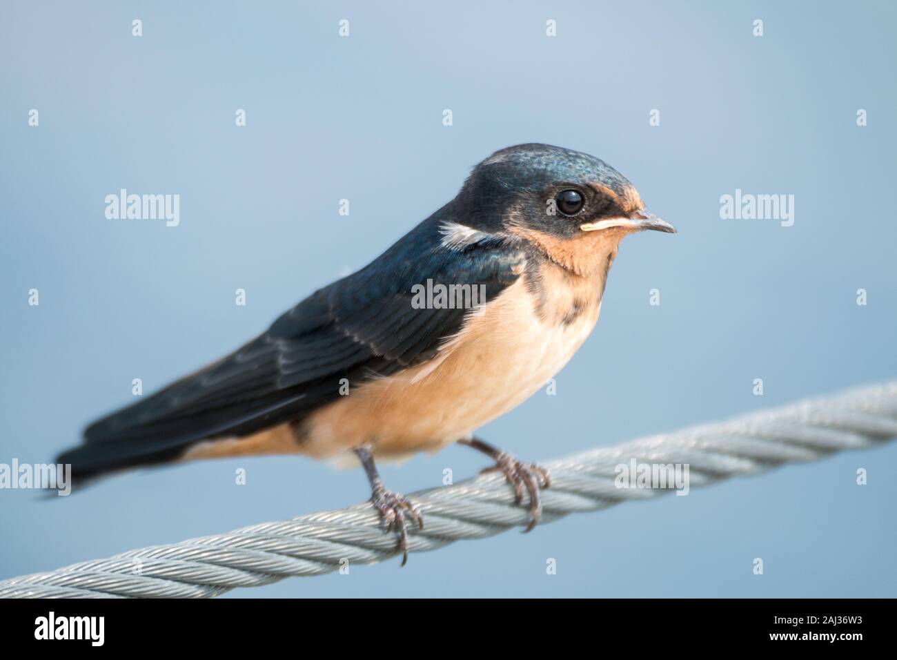 Barn Swallow on wire rail facing right Stock Photo - Alamy
