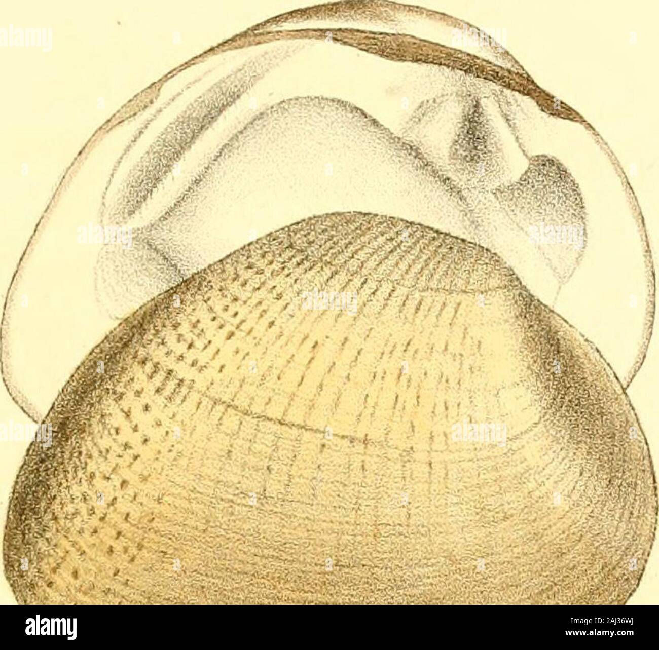 Monography of the family Unionidæ : or, Naiades of Lamarck (fresh water ...