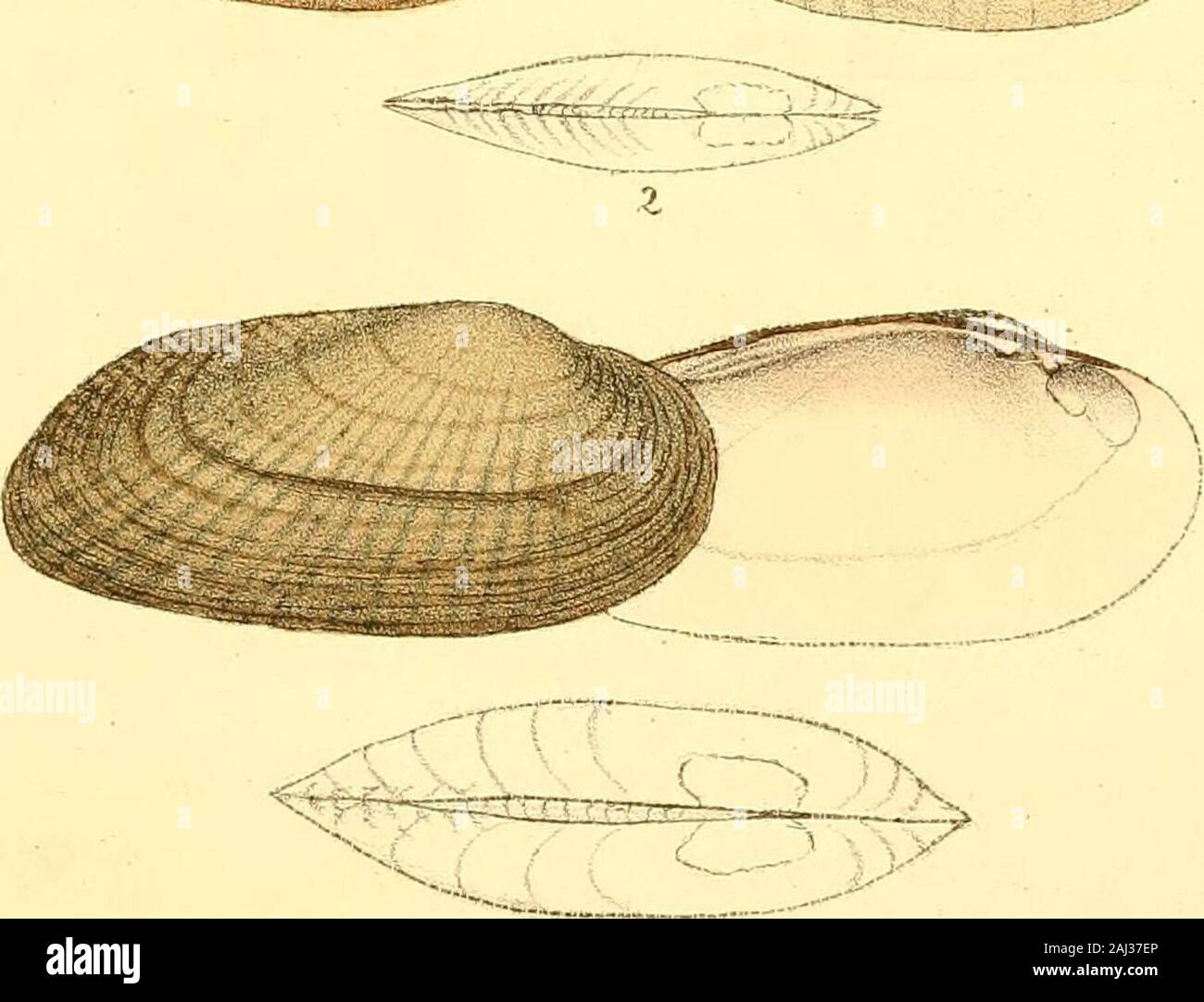 Monography of the family Unionidæ : or, Naiades of Lamarck (fresh water ...