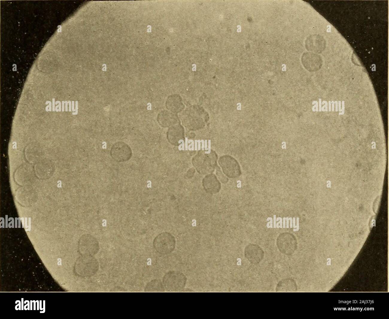 Citrated blood hi-res stock photography and images - Alamy