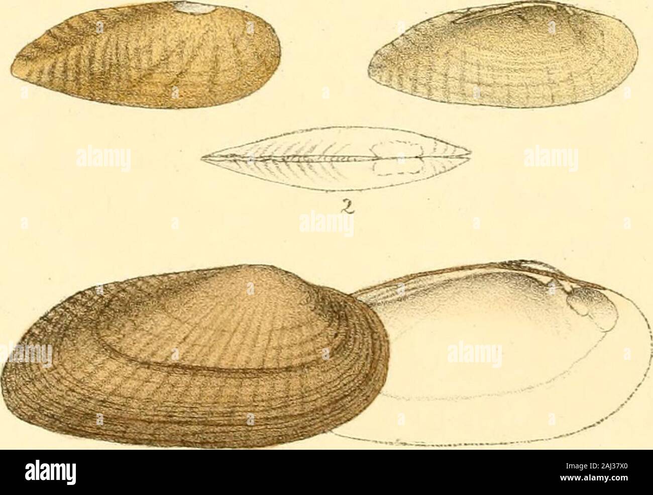 Monography of the family Unionidæ : or, Naiades of Lamarck (fresh water ...