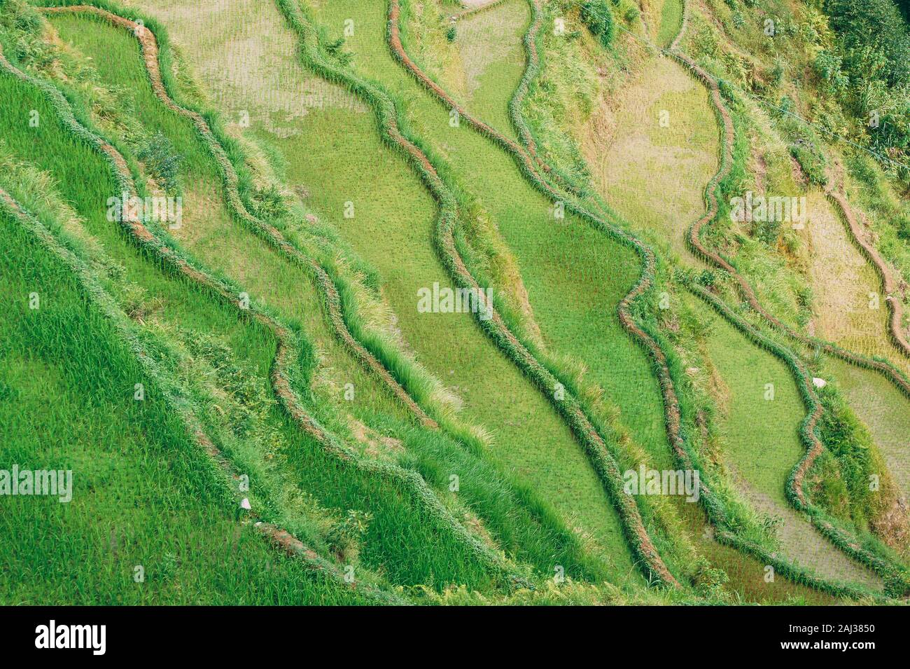 Top view of terrace farm hi-res stock photography and images - Alamy