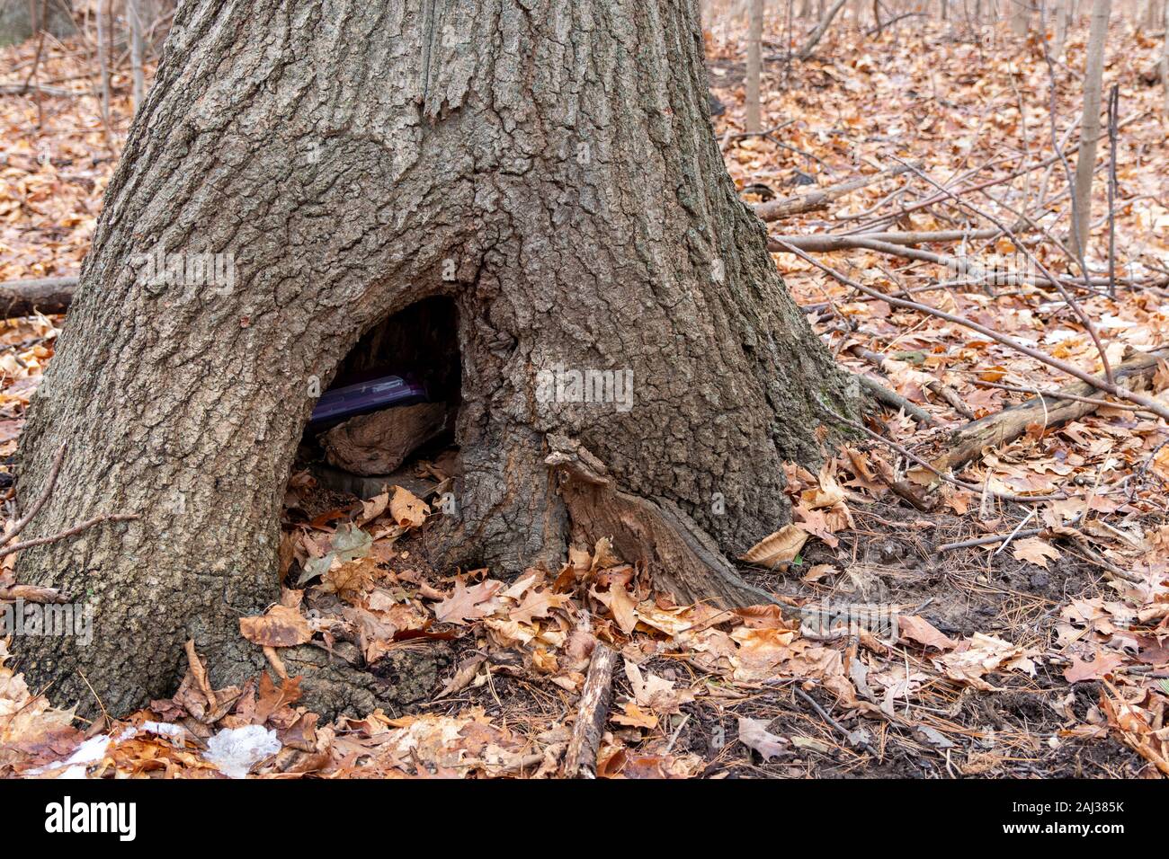 Hidden hollow hi-res stock photography and images - Alamy