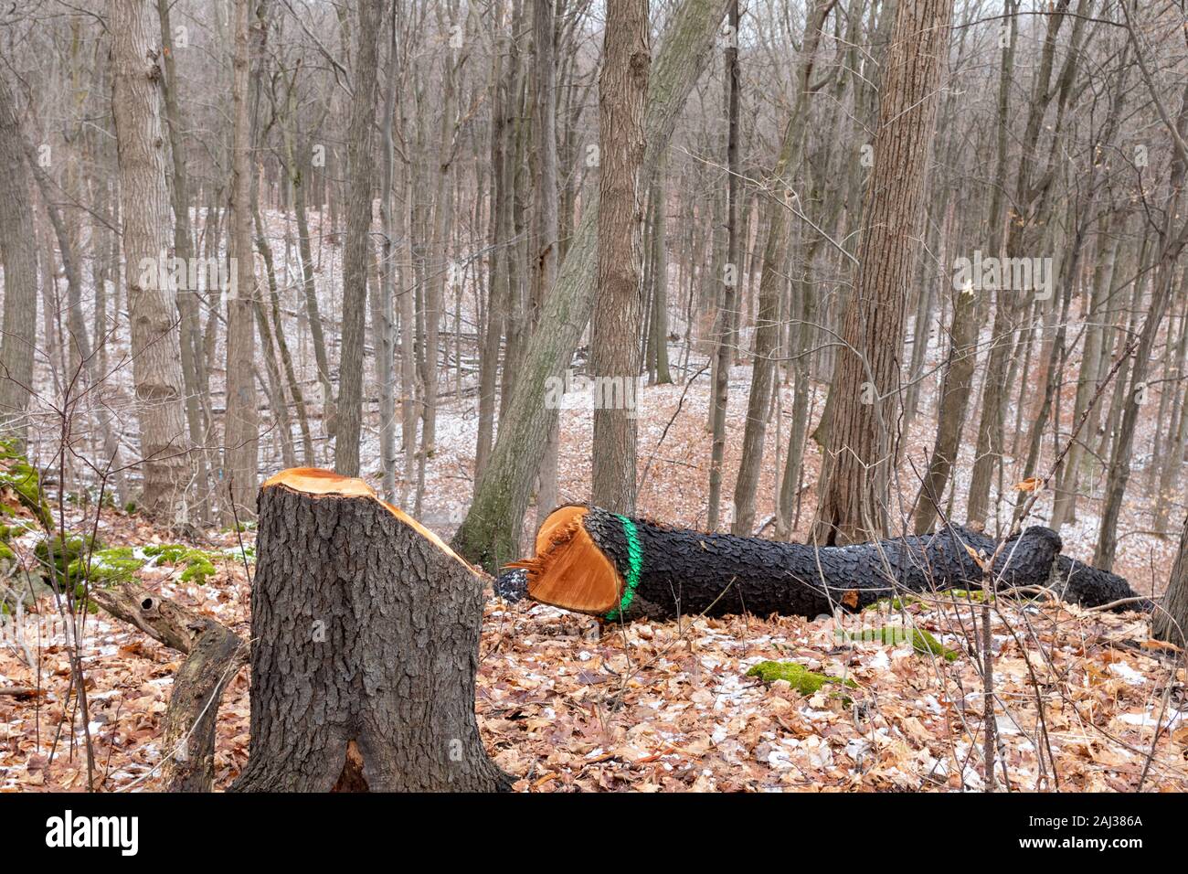 Marked tree that has been cut down Stock Photo - Alamy
