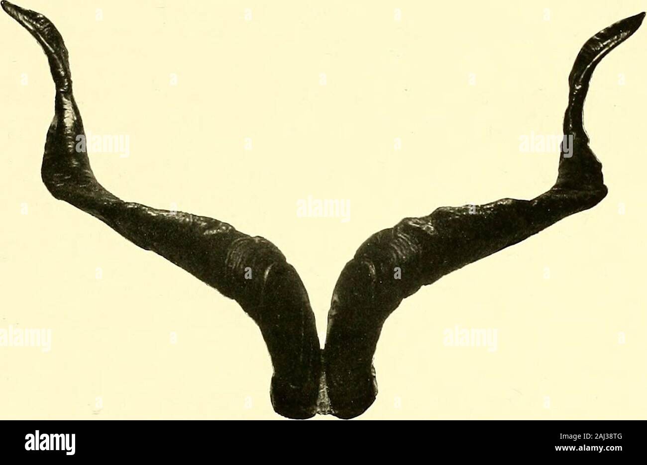 Astor markhor hi-res stock photography and images - Alamy