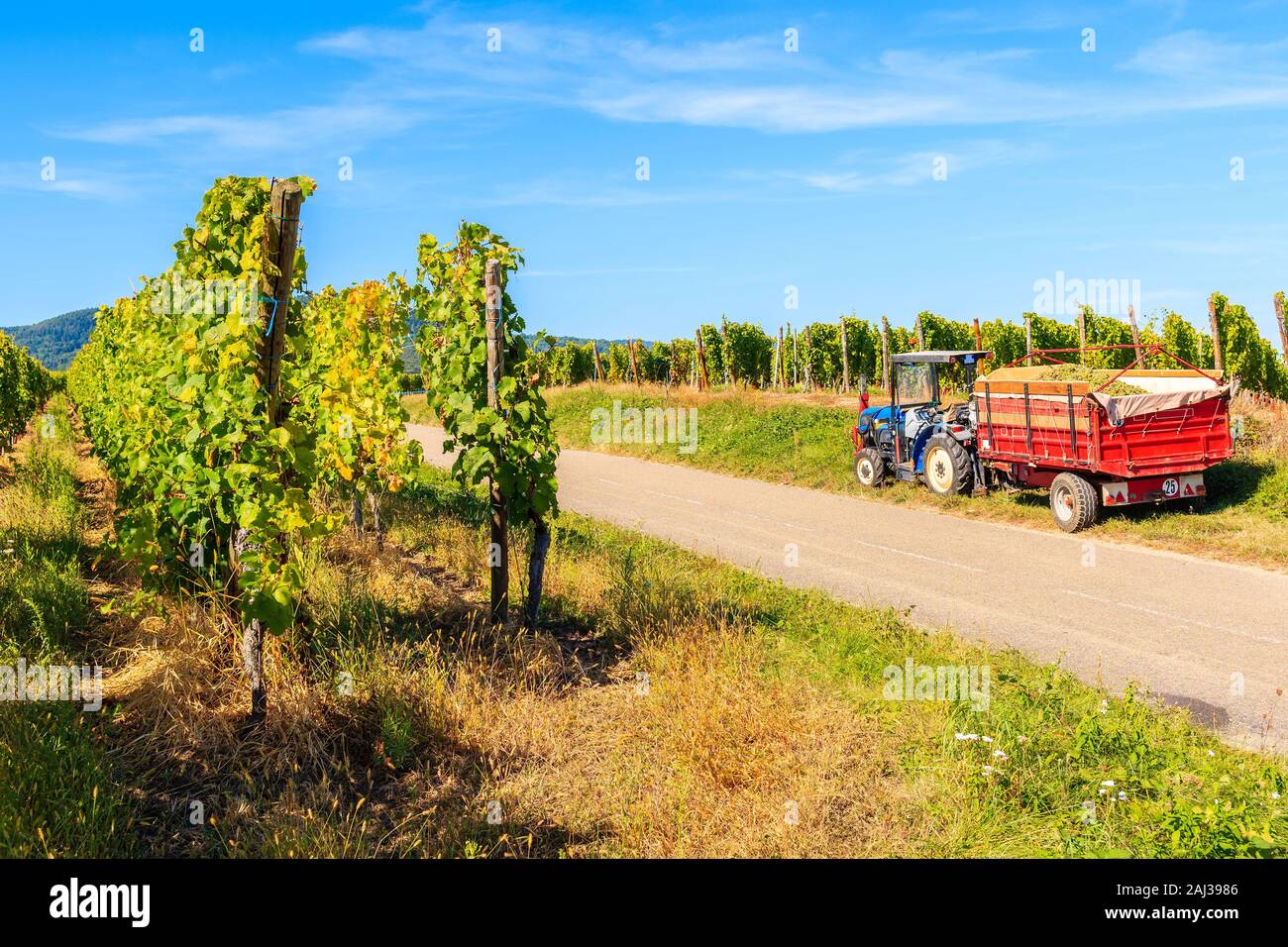 Tractor with trailer full of grapes during harvesting in Riquewihr ...
