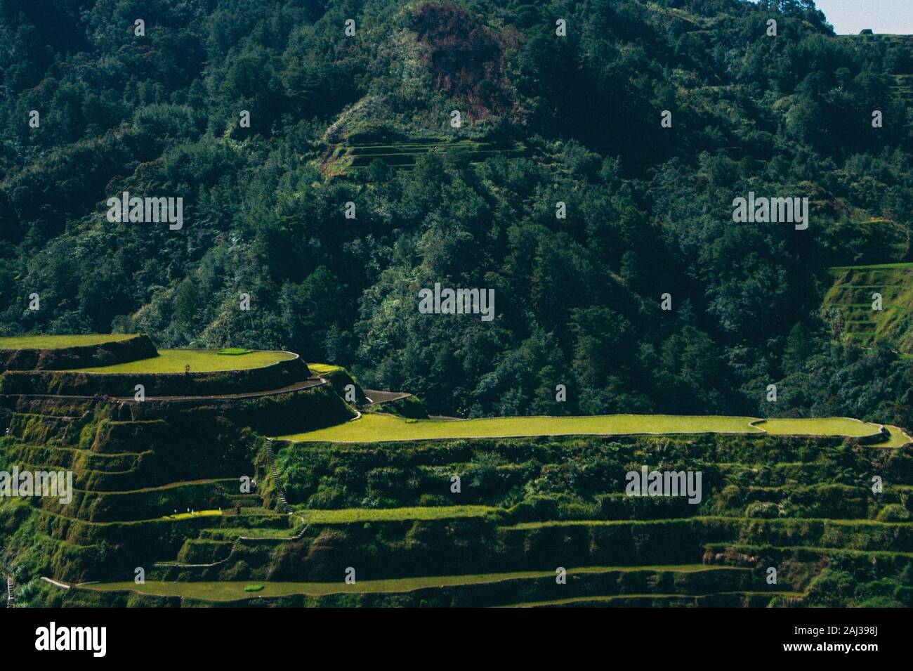 Filipino rice terrace hi-res stock photography and images - Alamy