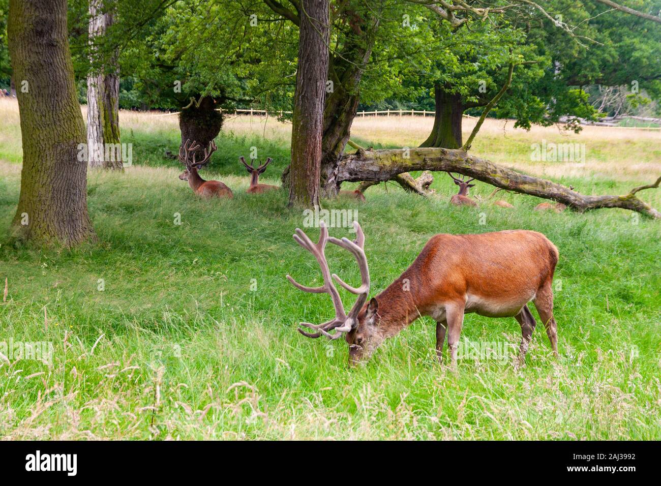 Tatton park deer hi-res stock photography and images - Alamy