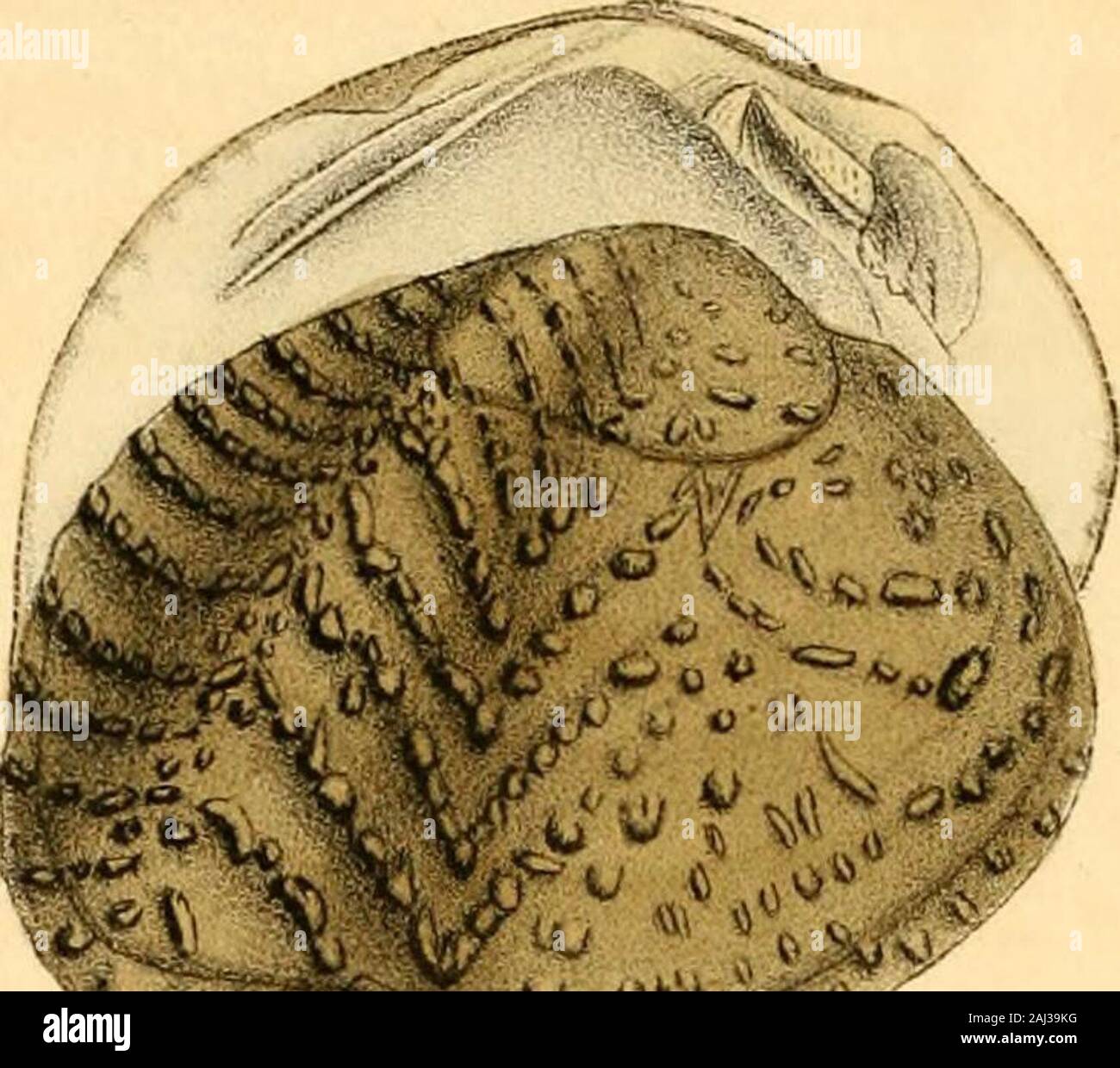 Mytiloides hi-res stock photography and images - Alamy