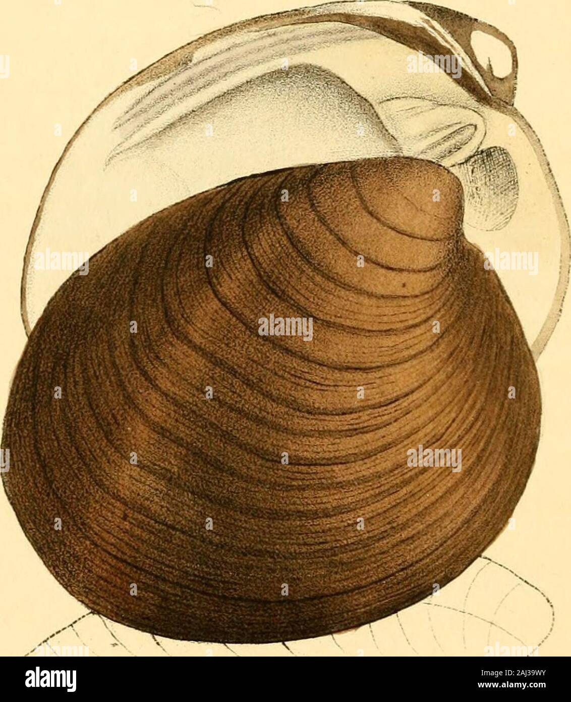 Monography of the family Unionidæ : or, Naiades of Lamarck (fresh water ...