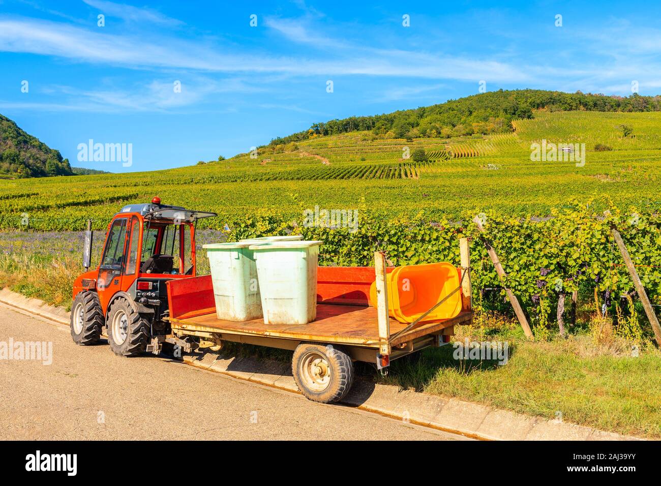 Tractor with trailer full of grapes during harvesting in Riquewihr ...