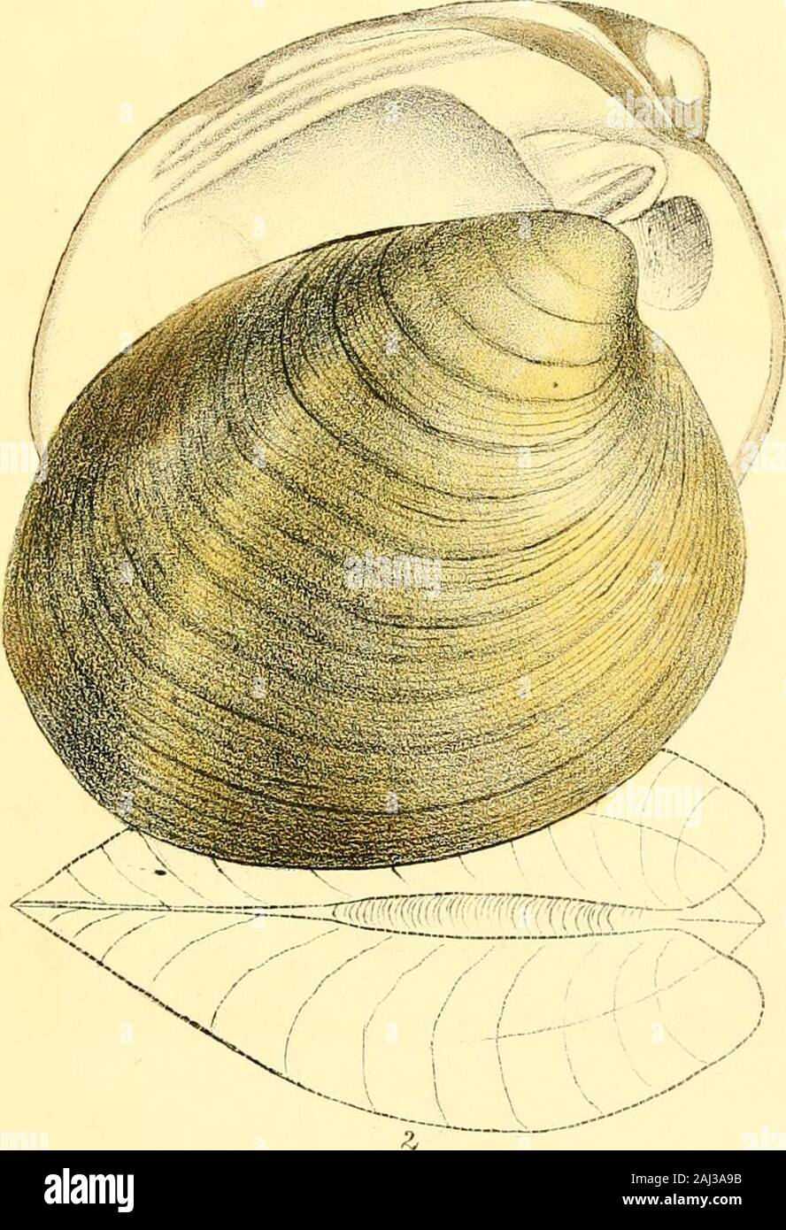 Roic High Resolution Stock Photography and Images - Alamy