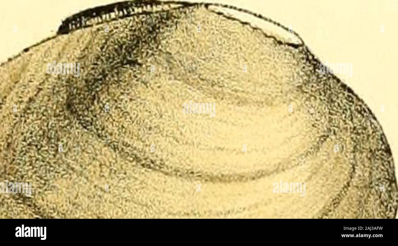 Lamarck col hi-res stock photography and images - Alamy