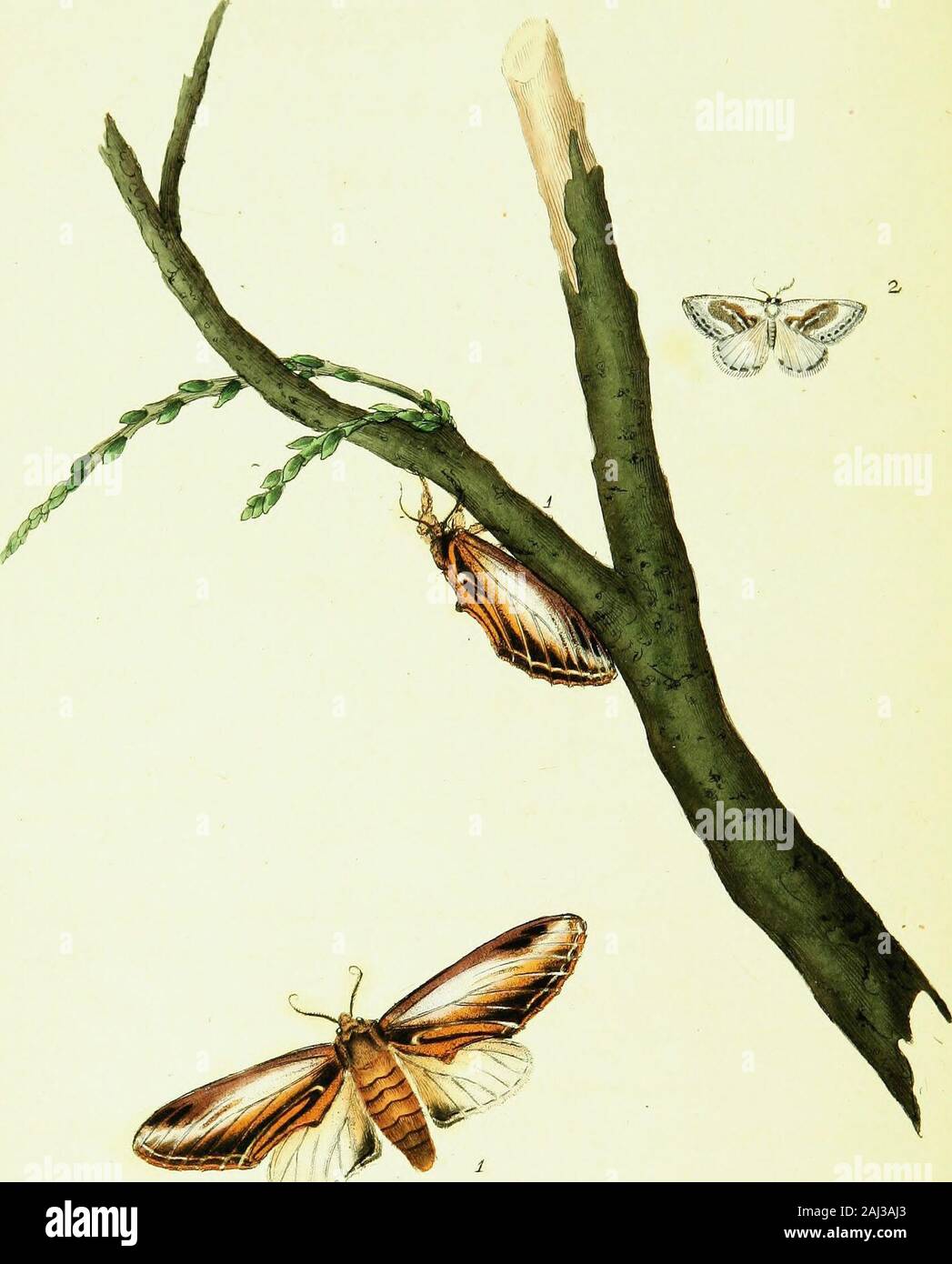 The natural history of British insects; explaining them in their ...