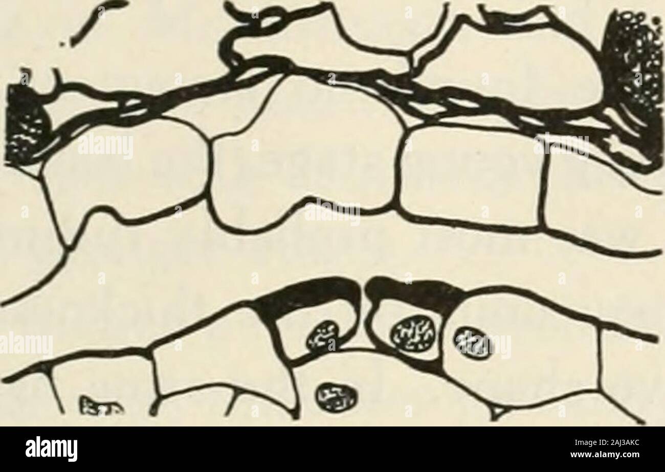 Longitudinal section of xylem tissue hi-res stock photography and ...