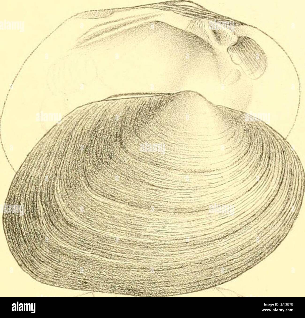 Obtuse umbo hi-res stock photography and images - Alamy