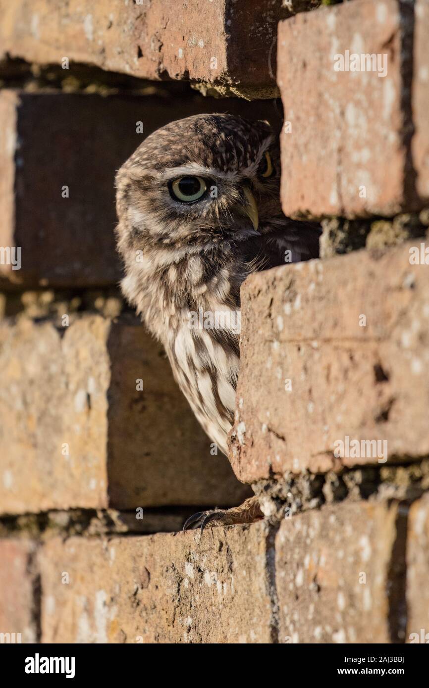 Little owl in wall hi-res stock photography and images - Alamy