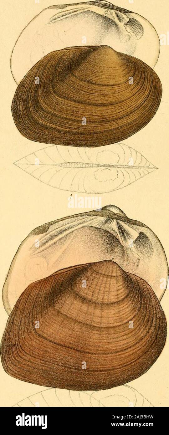 Monography of the family Unionidæ : or, Naiades of Lamarck (fresh water ...