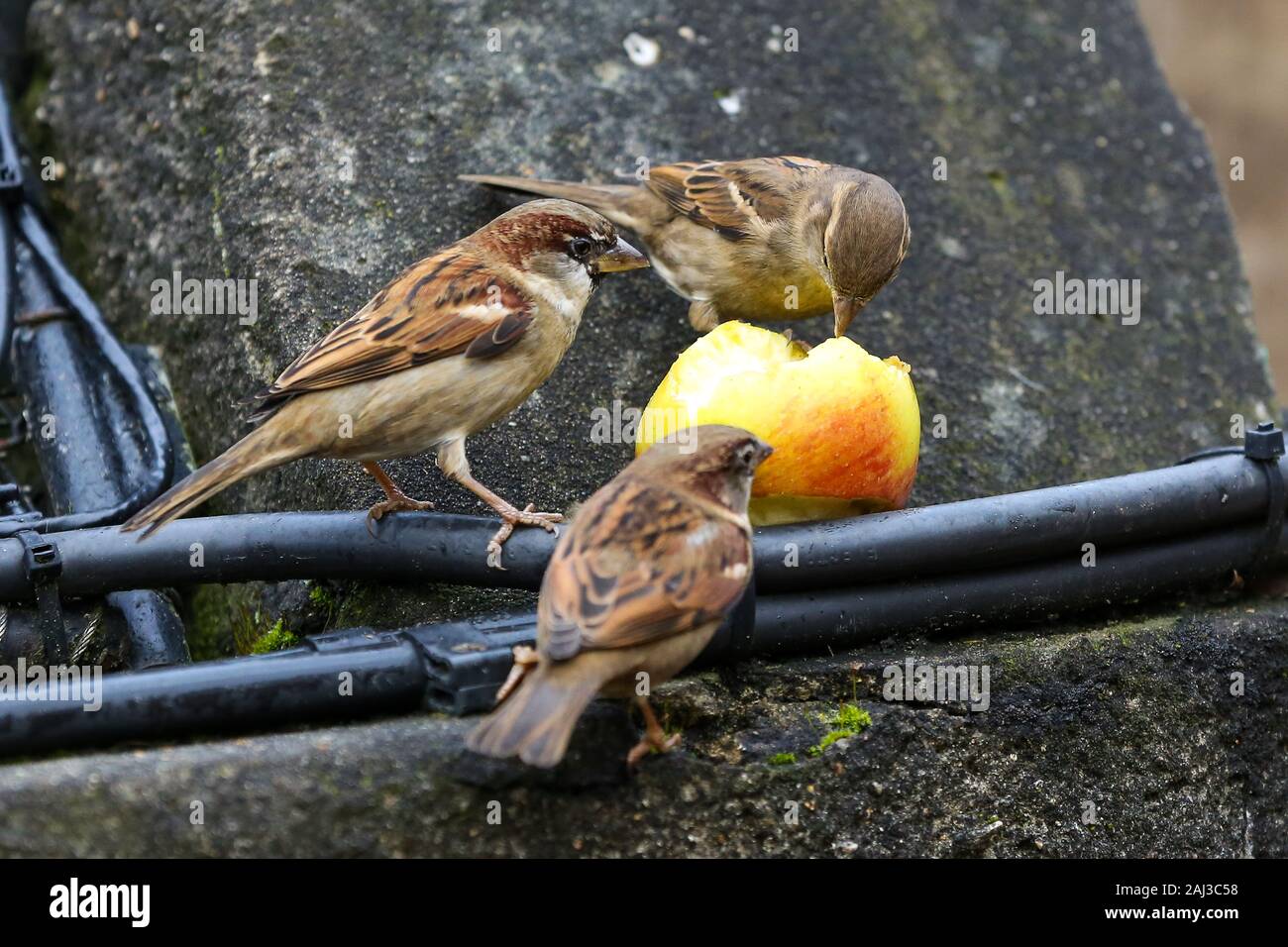London Zoo, UK 02 Jan 2020 - Old World sparrows are seen eating an ...