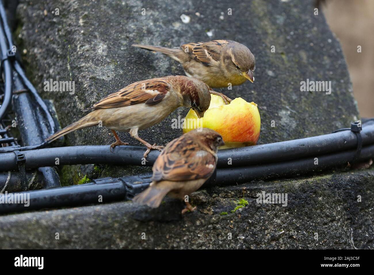 London Zoo, UK 02 Jan 2020 - Old World sparrows are seen eating an ...