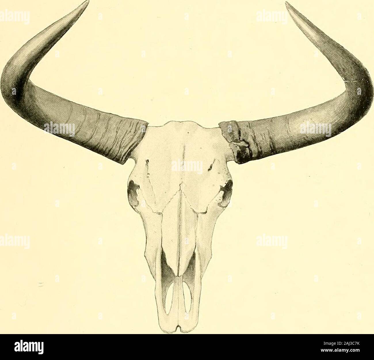 Curvature of horns hi-res stock photography and images - Alamy