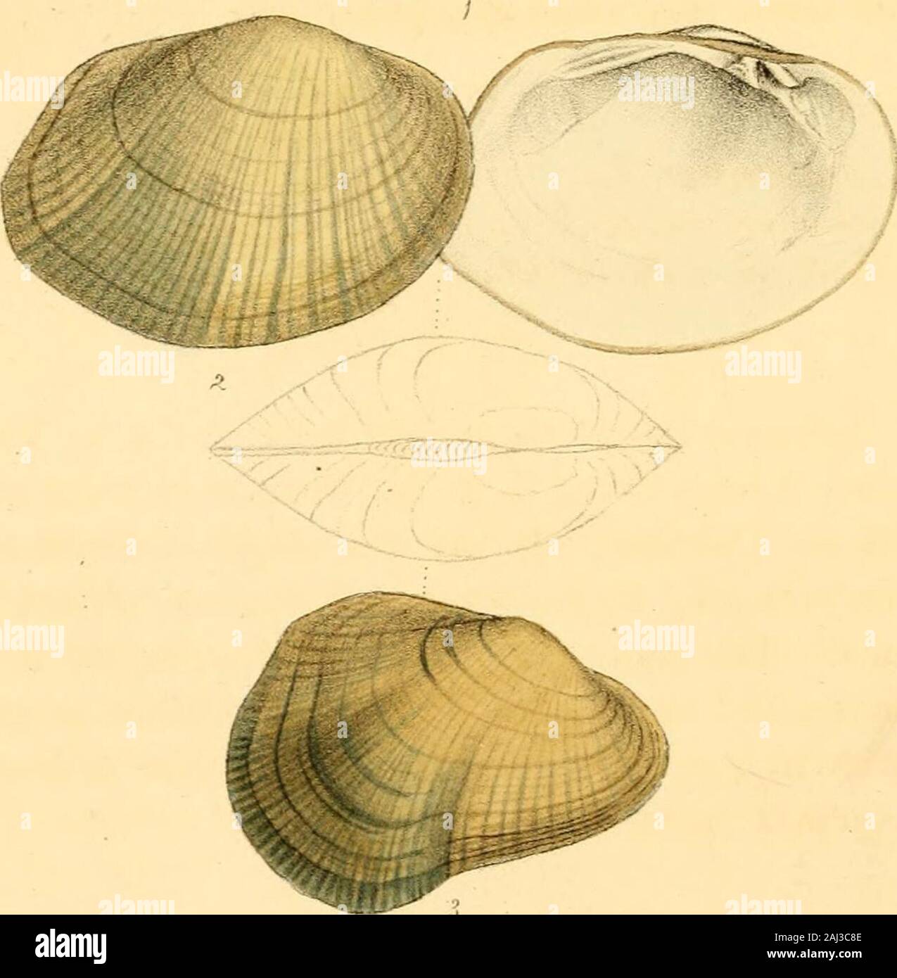 Monography of the family Unionidæ : or, Naiades of Lamarck (fresh water ...