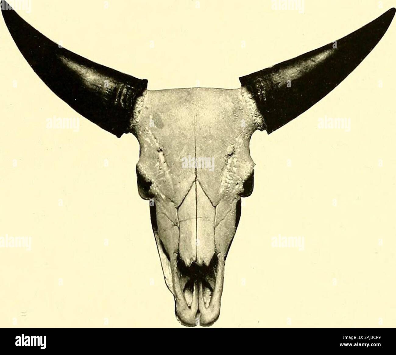 Parti coloured stockings hi-res stock photography and images - Alamy