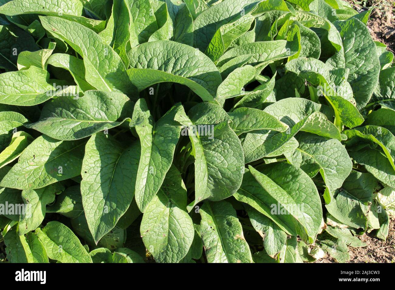 Green leaves of comfrey, also called Symphytum officinale or Beinwell ...