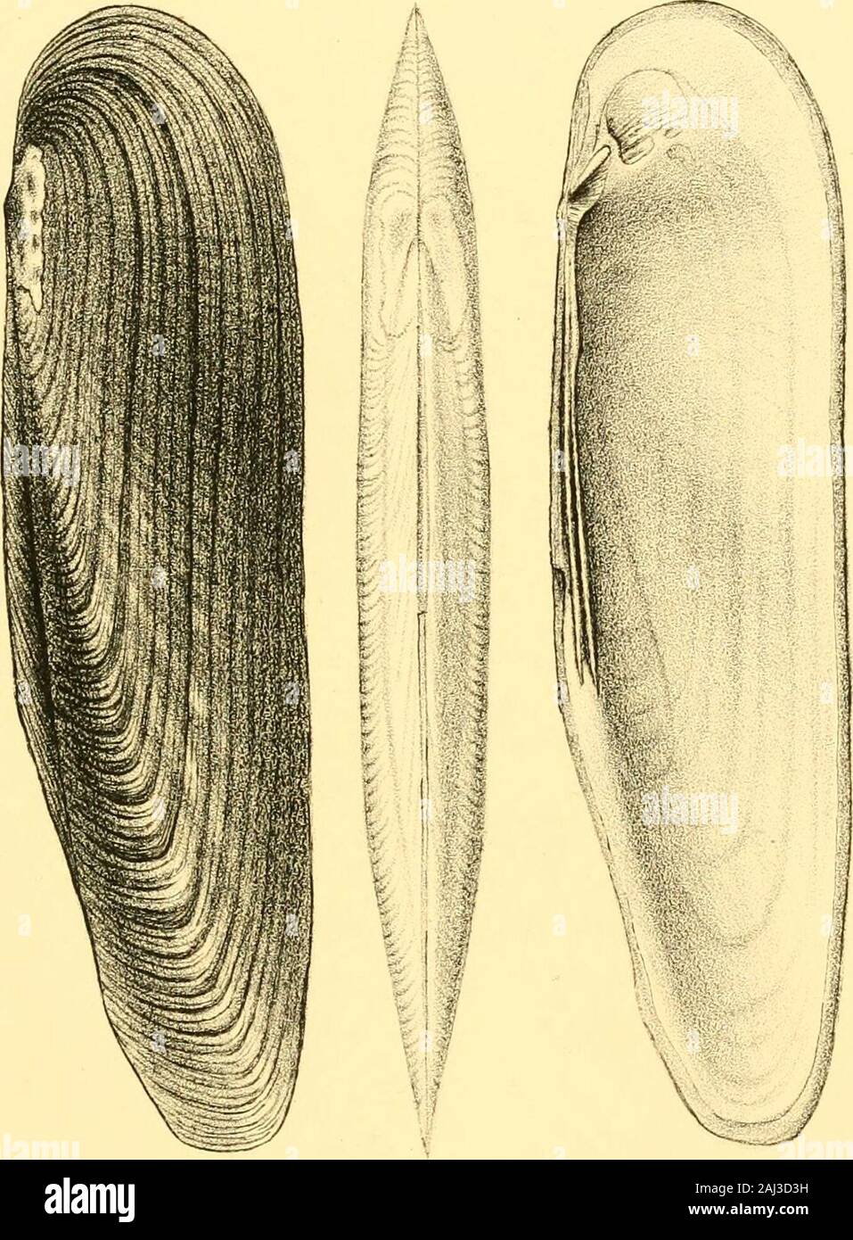 Monography of the family Unionidæ : or, Naiades of Lamarck (fresh water ...