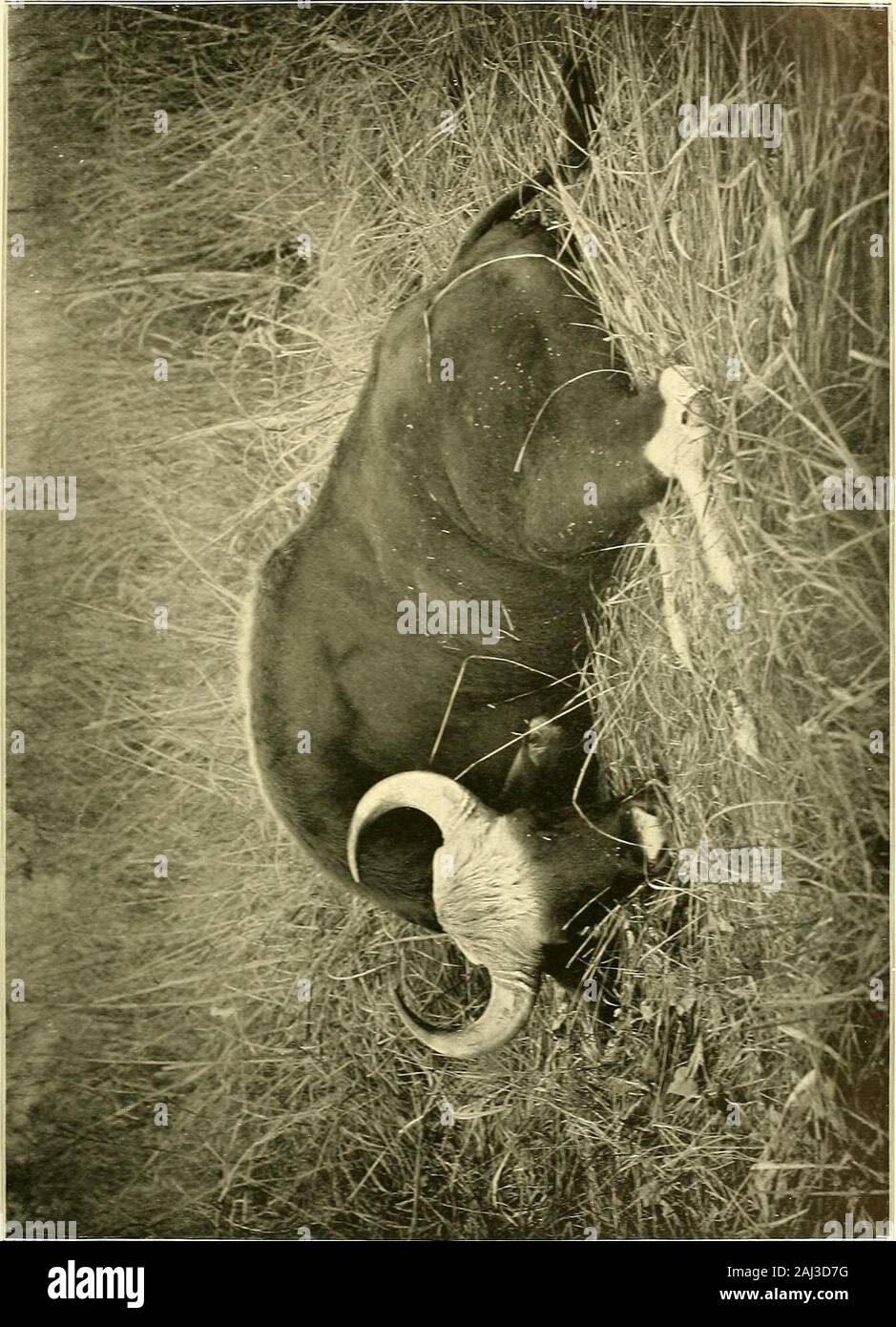 The great and small game of India, Burma, & Tibet . animal is almost ...