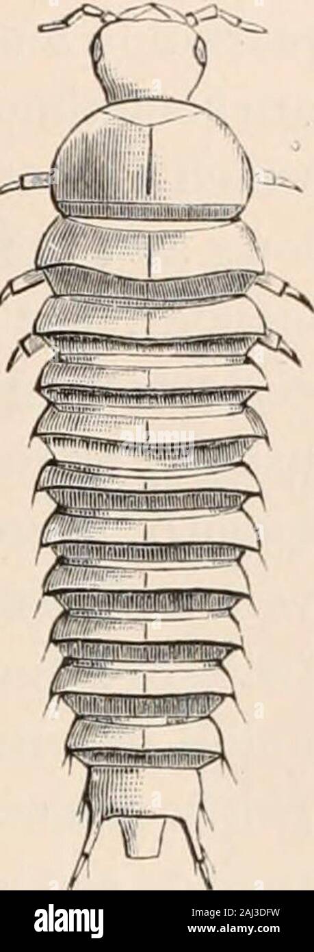Rounded cocoon hi-res stock photography and images - Alamy
