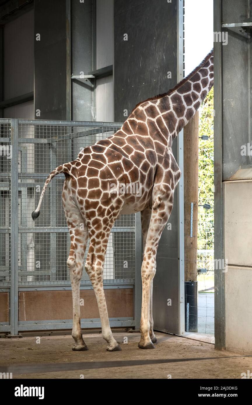 Zoo giraffe looking out of sliding doors Stock Photo - Alamy