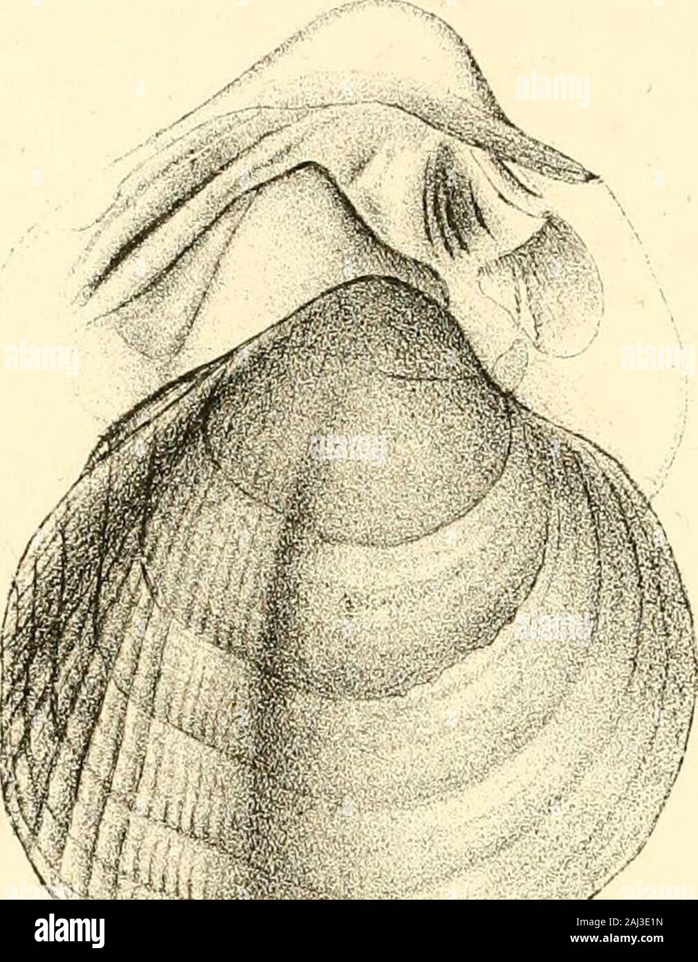 Lamarck shells hi-res stock photography and images - Alamy