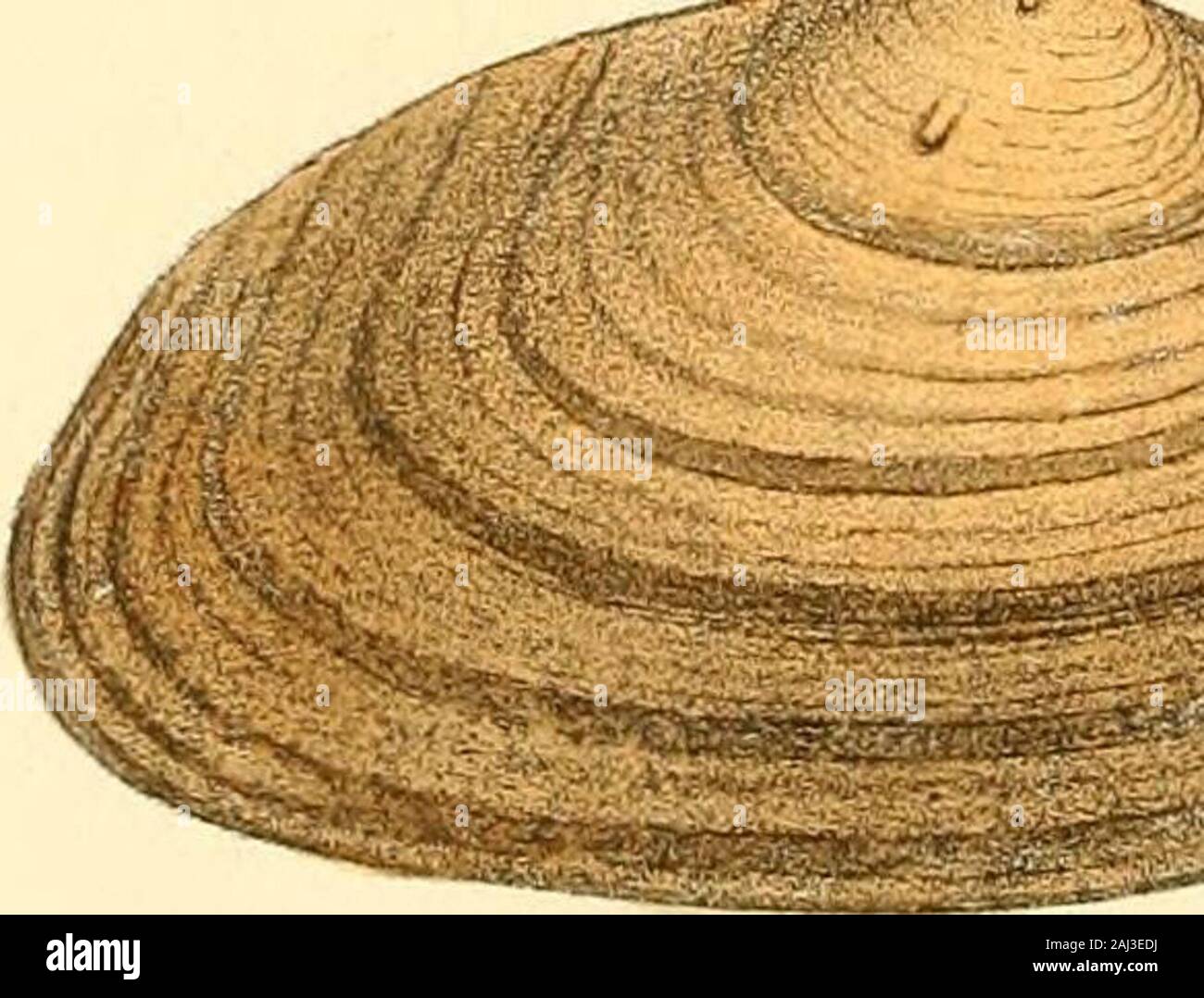 Monography of the family Unionidæ : or, Naiades of Lamarck (fresh water ...