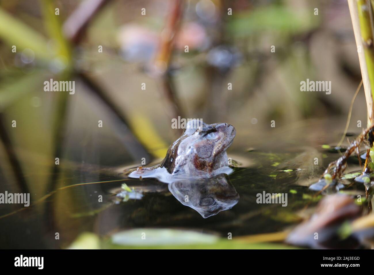 Missing Eyeball Real