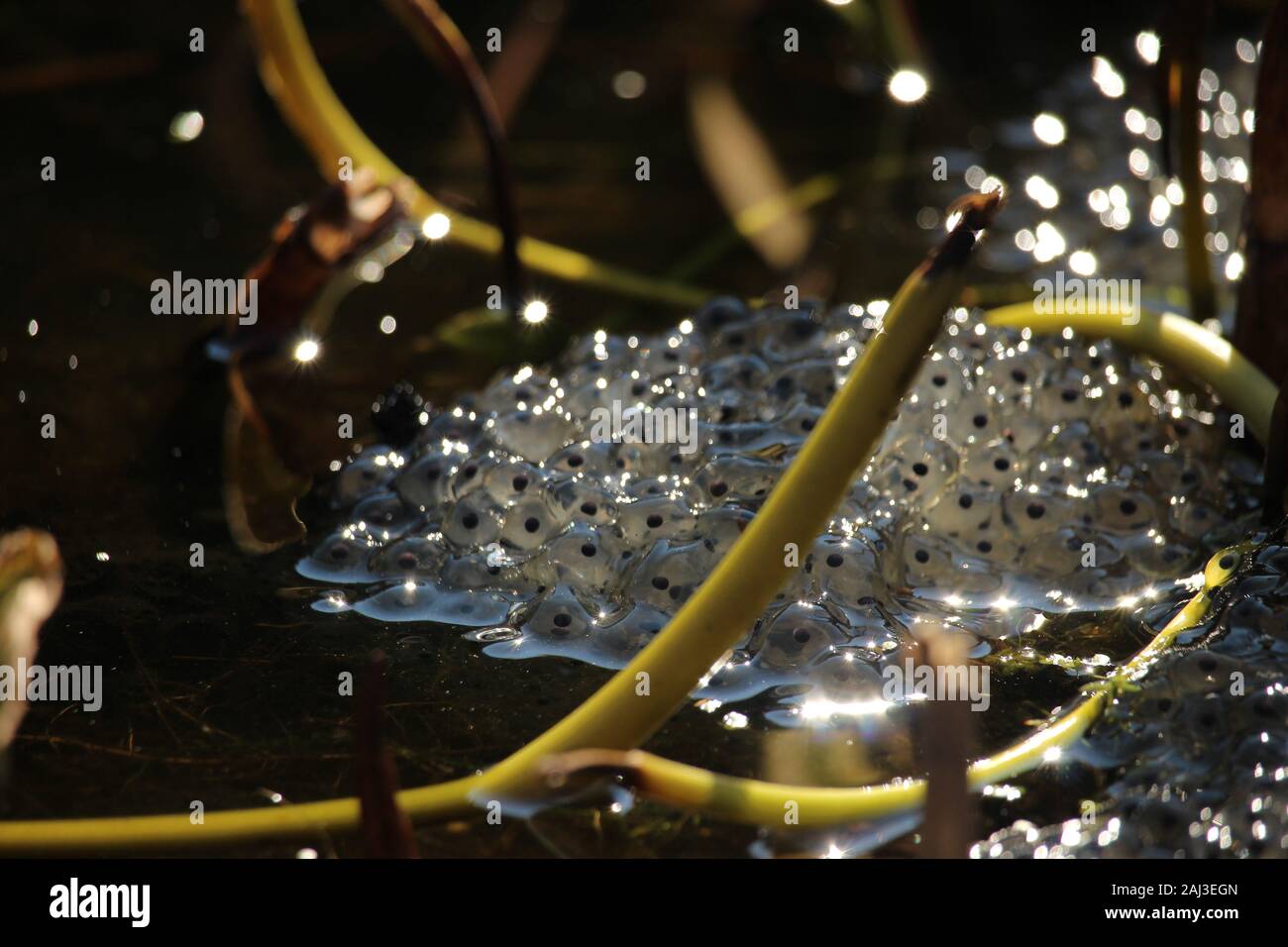 Frog spawn photographed in the evening light, early frog development ...