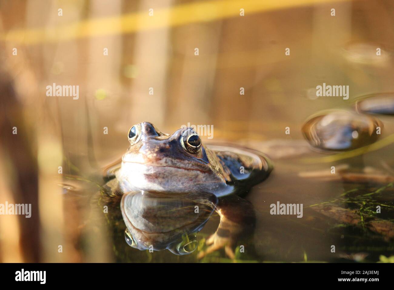 Scottish frog hi-res stock photography and images - Alamy