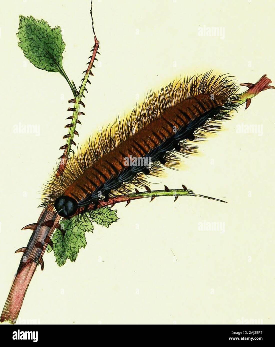 The natural history of British insects; explaining them in their ...