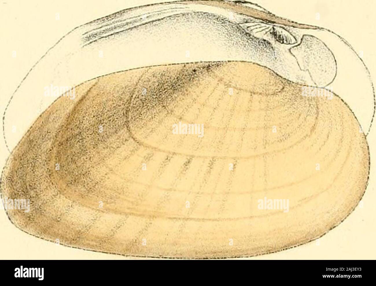 Monography of the family Unionidæ : or, Naiades of Lamarck (fresh water ...