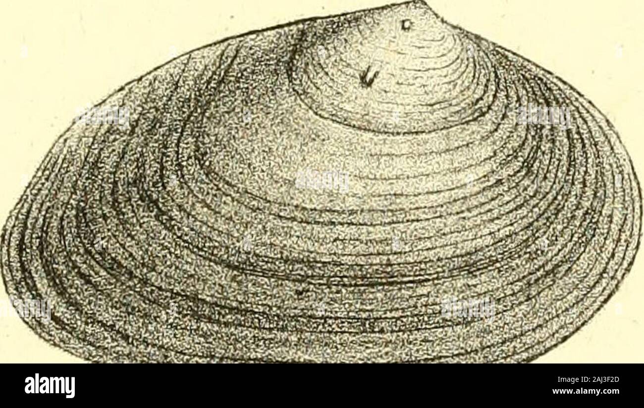 Monography of the family Unionidæ : or, Naiades of Lamarck (fresh water ...